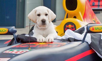 Picture of the Day: Celebrating the Year of the F1 Dog
